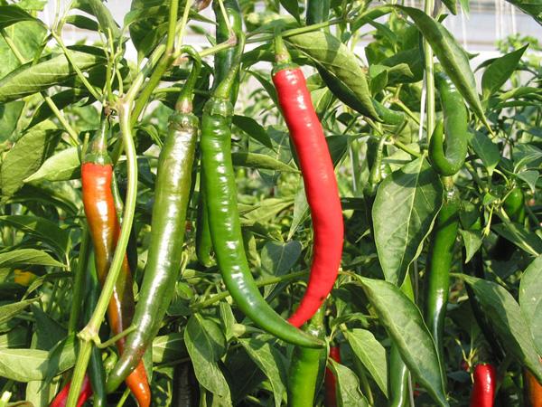 Peperoncino: la sua coltivazione e la Scala di Scoville